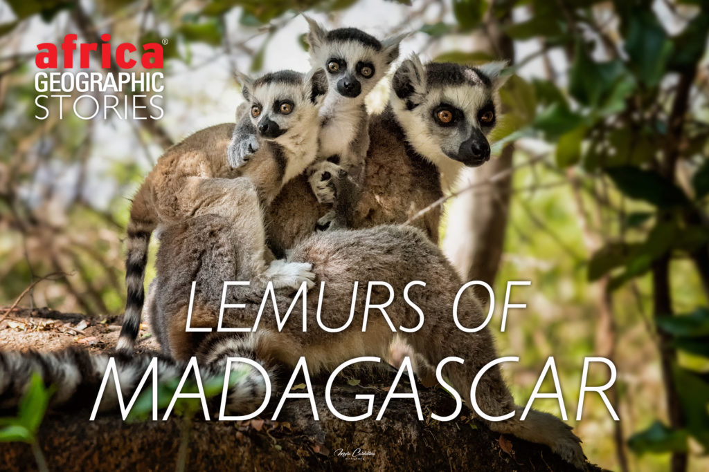 Lemurs of Madagascar - Africa Geographic