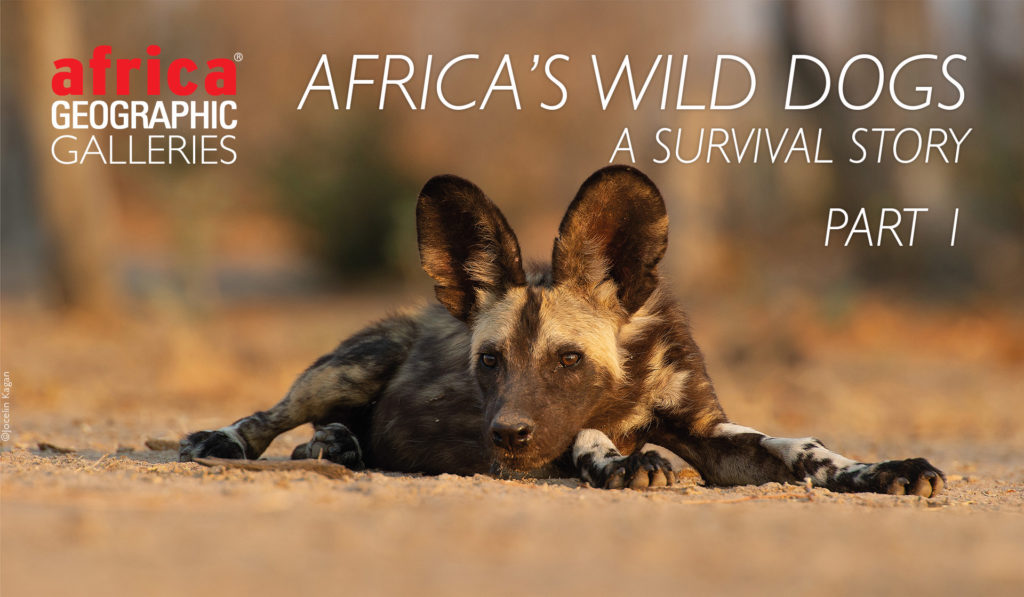 Africa's Wild Dogs - A Survival Story - Africa Geographic