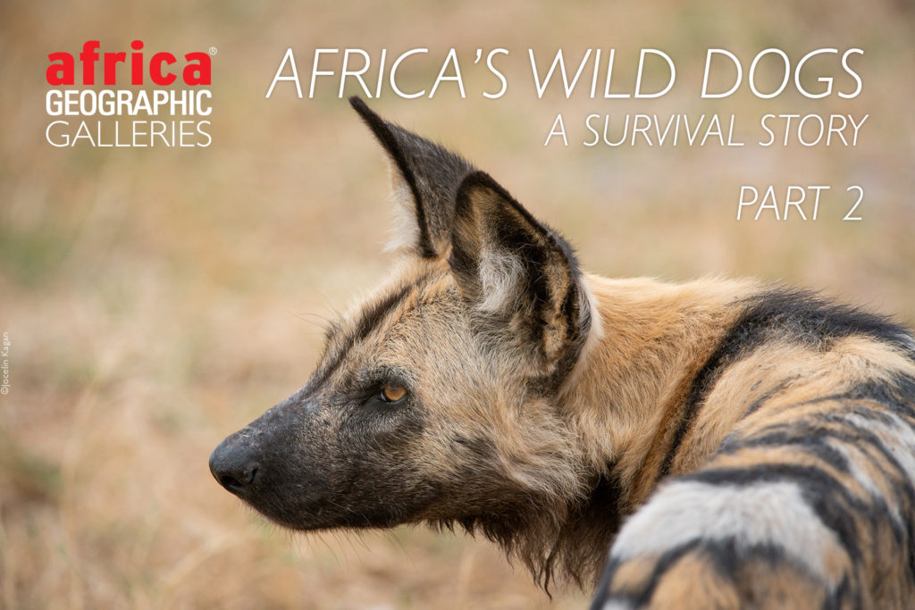Africa's Wild Dogs - A Survival Story - Africa Geographic