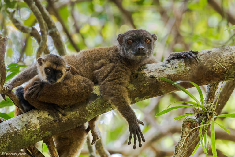 Come find lemurs in Madagascar with us