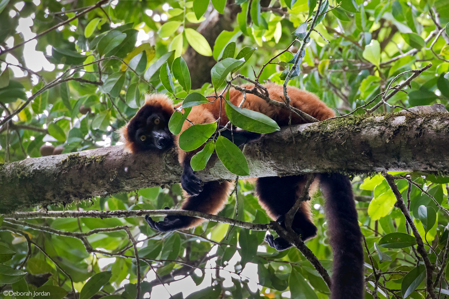 Come find lemurs in Madagascar with us