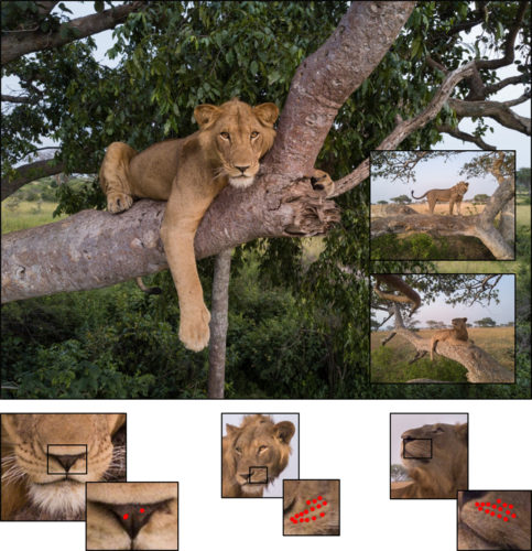 Counting lions: new study shows the importance of good counts for lion ...