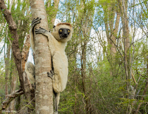 Come find lemurs in Madagascar with us