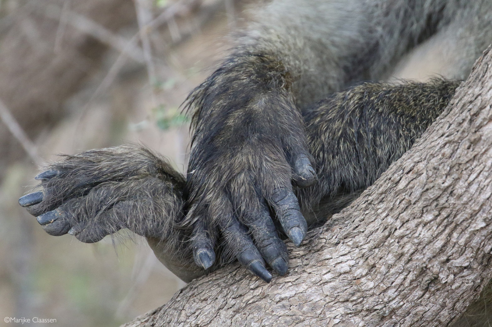Chacma Baboon - Africa Geographic