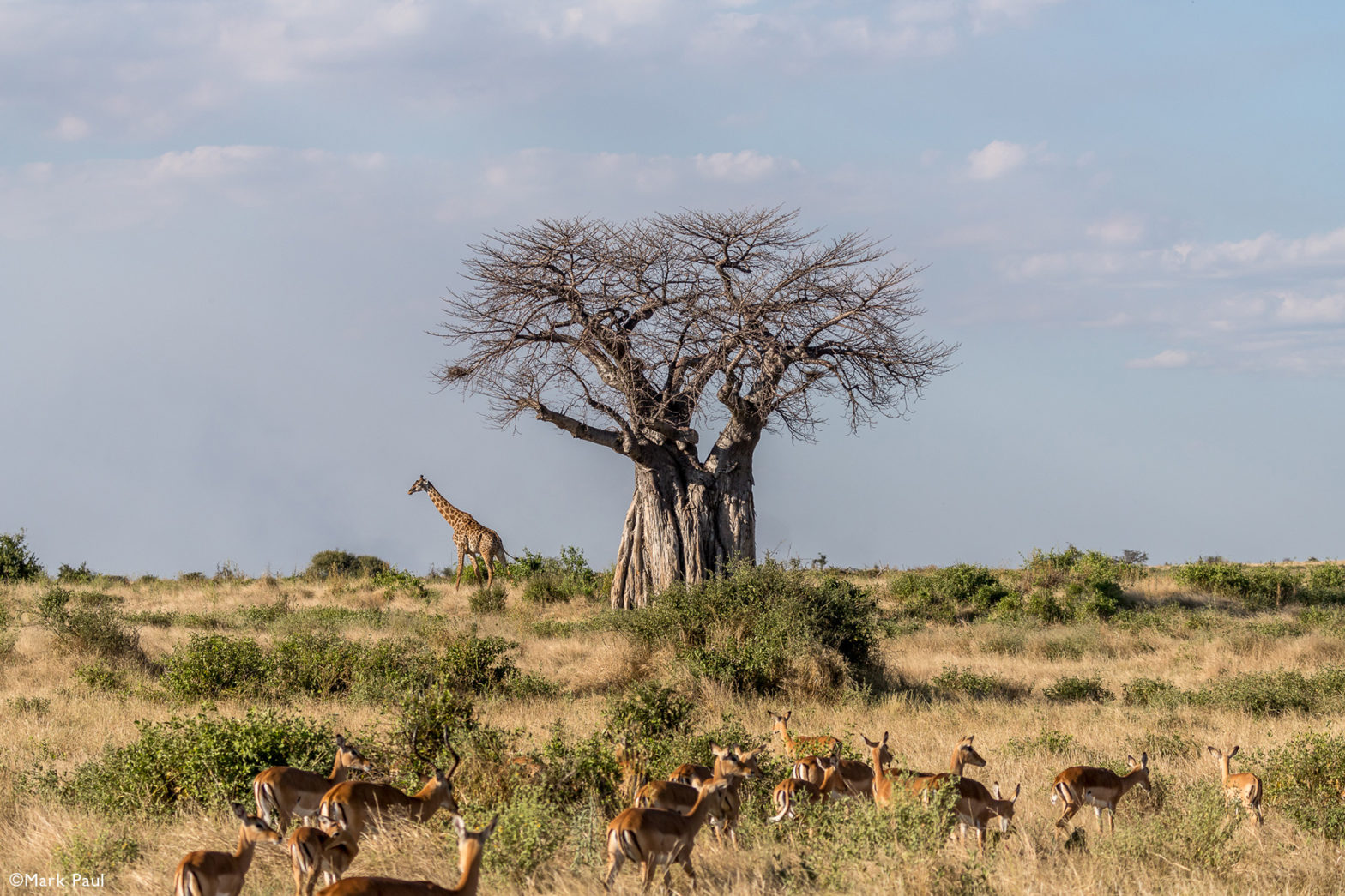 Join our safaris to Ruaha