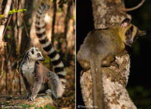 Come find lemurs in Madagascar with us
