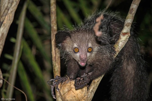 Come find lemurs in Madagascar with us