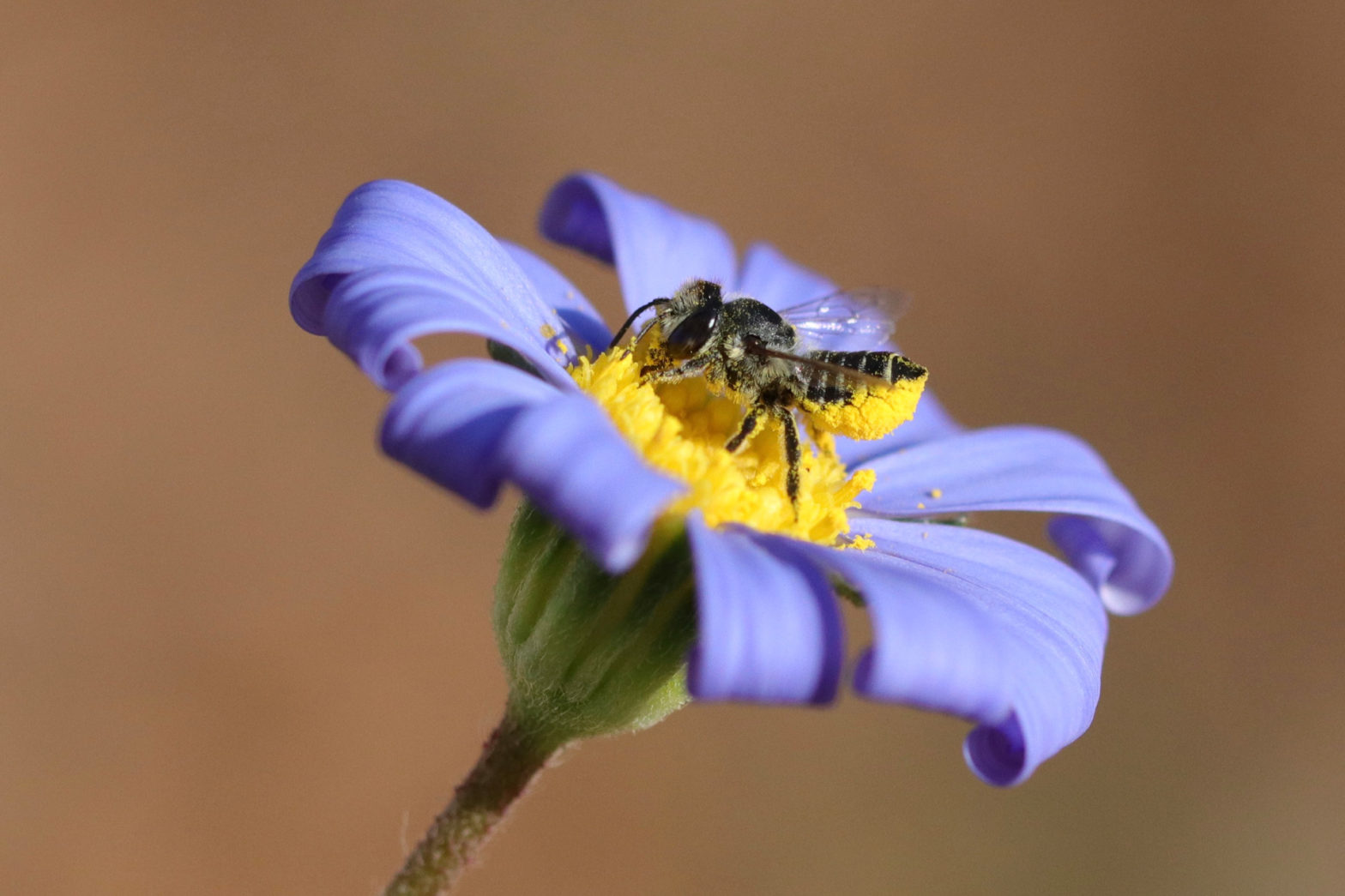 Bee wise - Africa Geographic