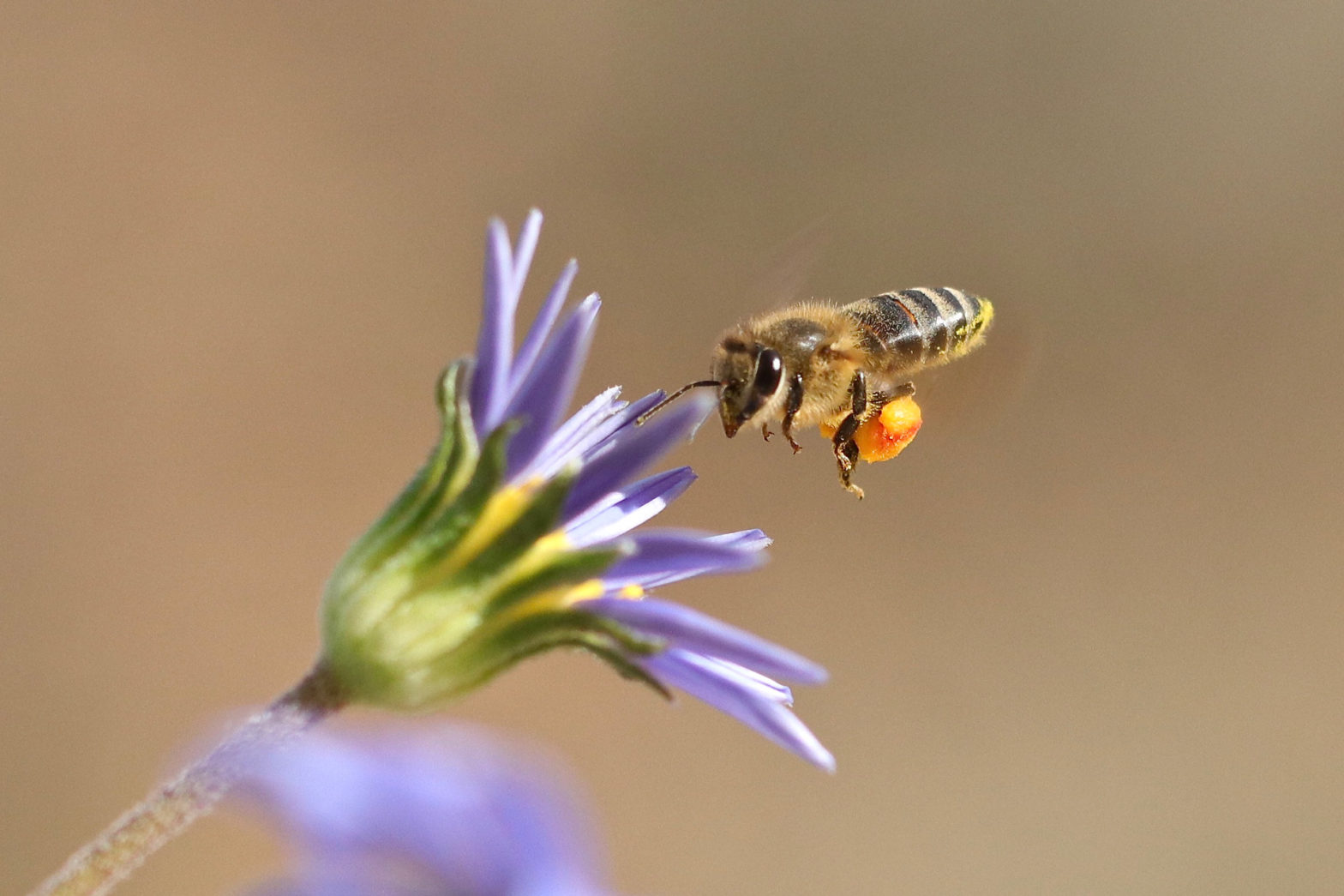 Bee wise - Africa Geographic