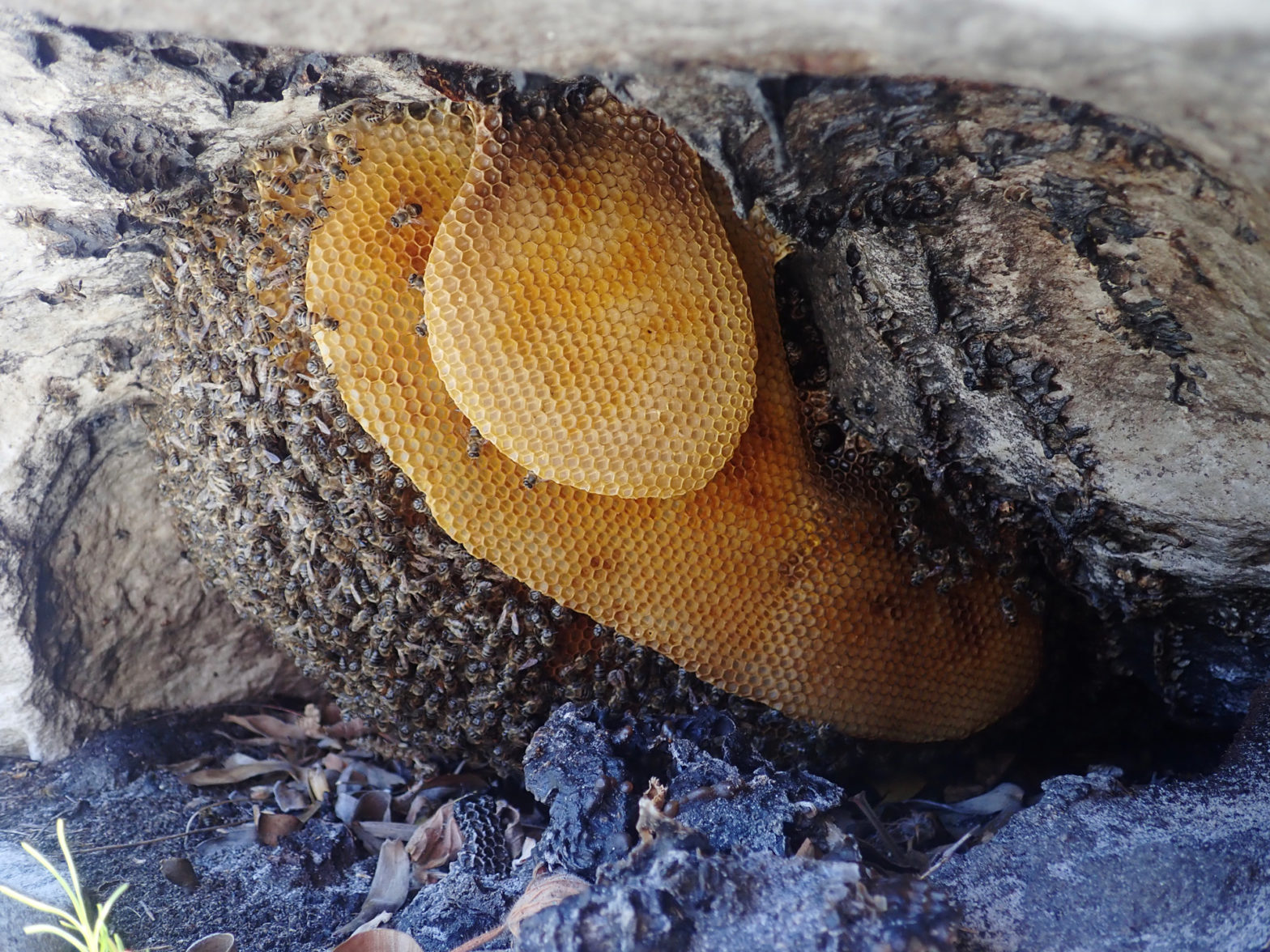 Bee wise - Africa Geographic