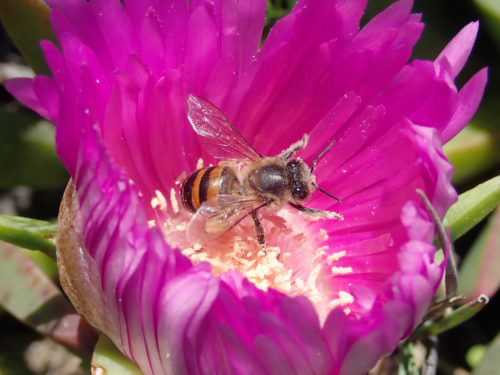 Bee wise - Africa Geographic