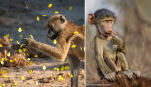 Chacma Baboon - Africa Geographic