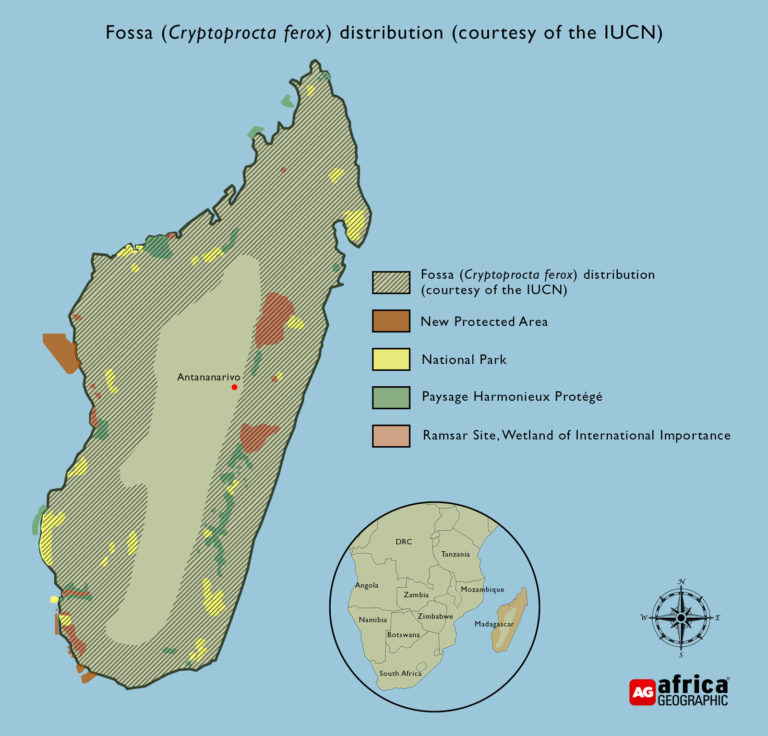 FOSSA: 5 fascinating facts - Africa Geographic