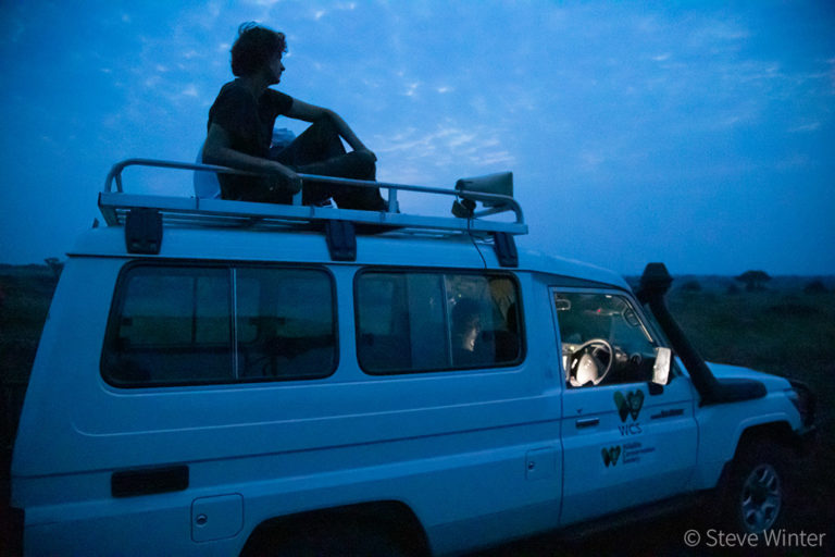 Counting lions: new study shows the importance of good counts for lion ...