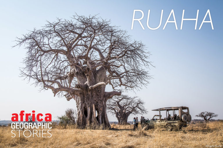 Join our safaris to Ruaha