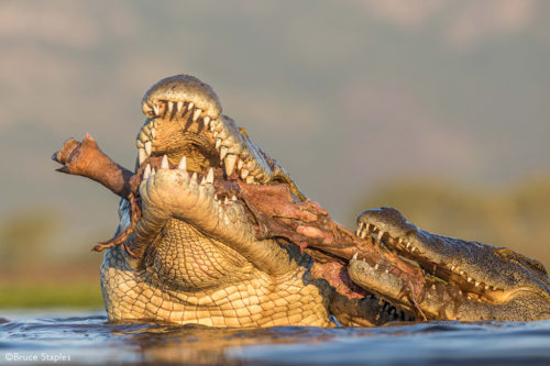 HERE BE DRAGONS - The Nile crocodile - Africa Geographic