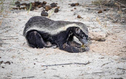Join us on an Etosha safari