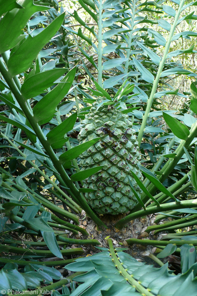 Cycads: Are you living next door to a poacher? - Africa Geographic
