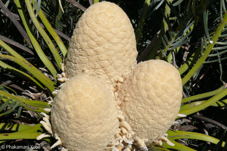 Cycads: Are you living next door to a poacher? - Africa Geographic