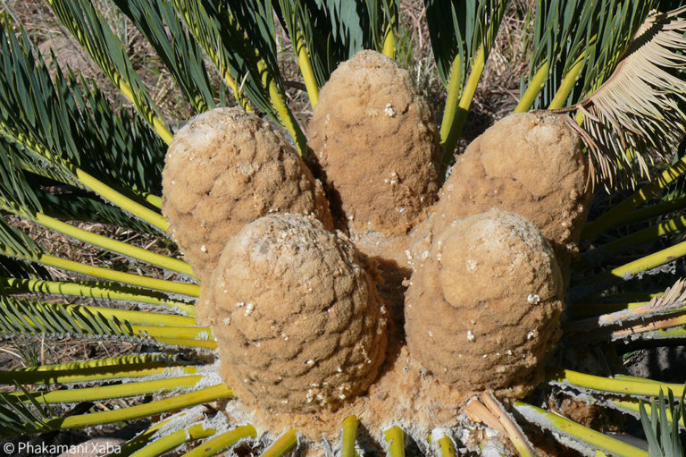 Cycads: Are you living next door to a poacher? - Africa Geographic