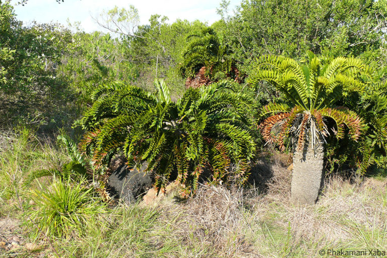 Cycads: Are you living next door to a poacher? - Africa Geographic