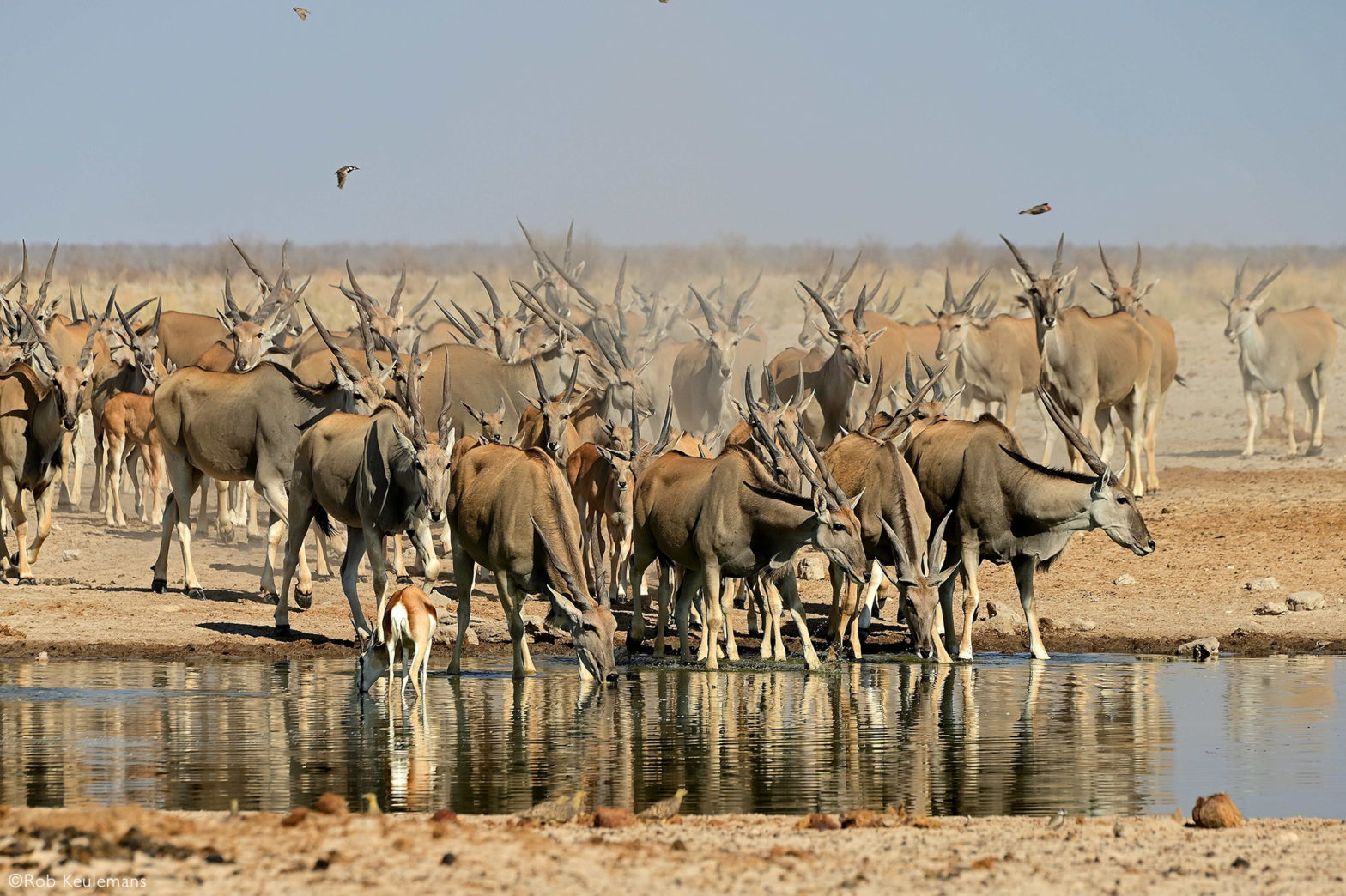 Etosha - Africa Geographic