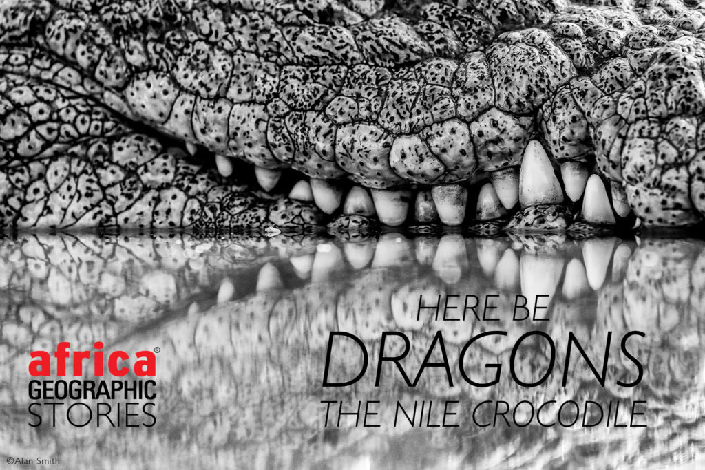HERE BE DRAGONS - The Nile crocodile - Africa Geographic