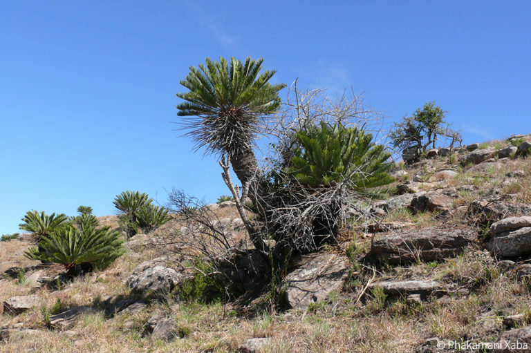 Cycads: Are you living next door to a poacher? - Africa Geographic