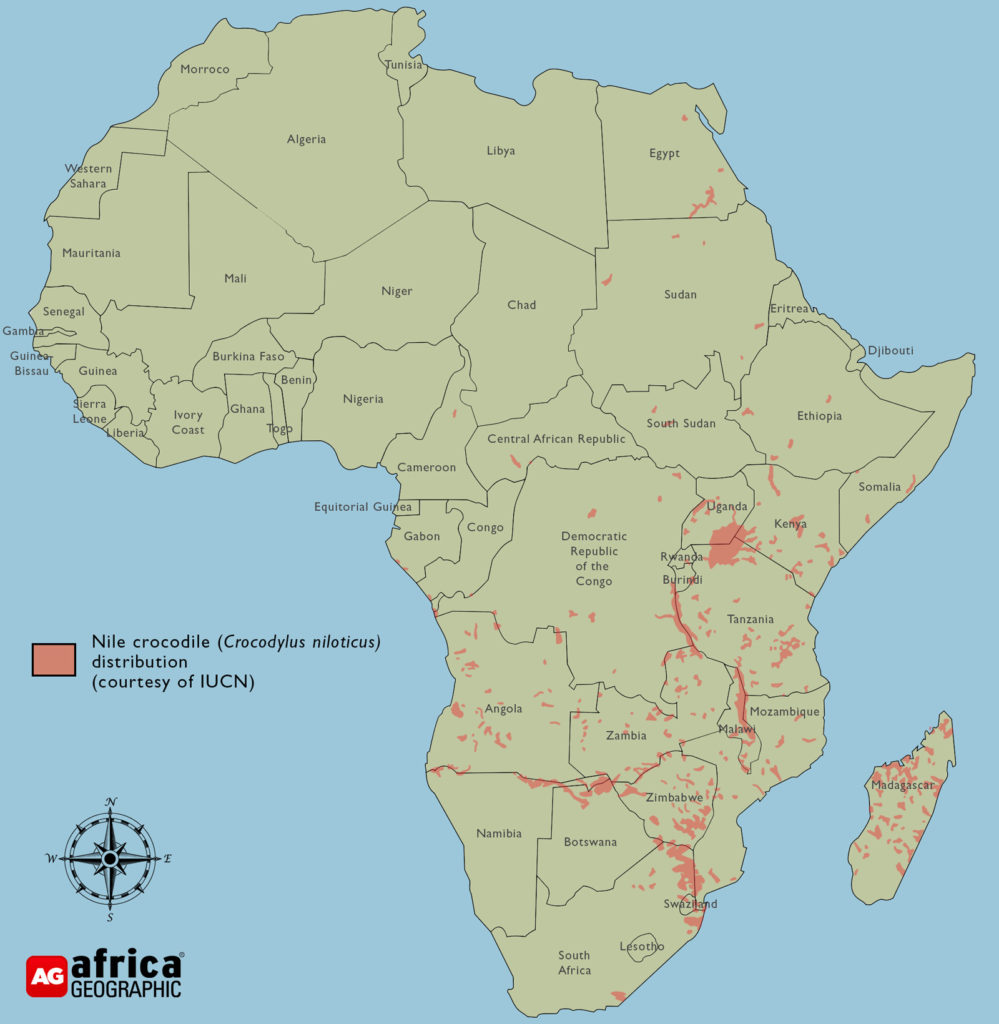 HERE BE DRAGONS - The Nile crocodile - Africa Geographic