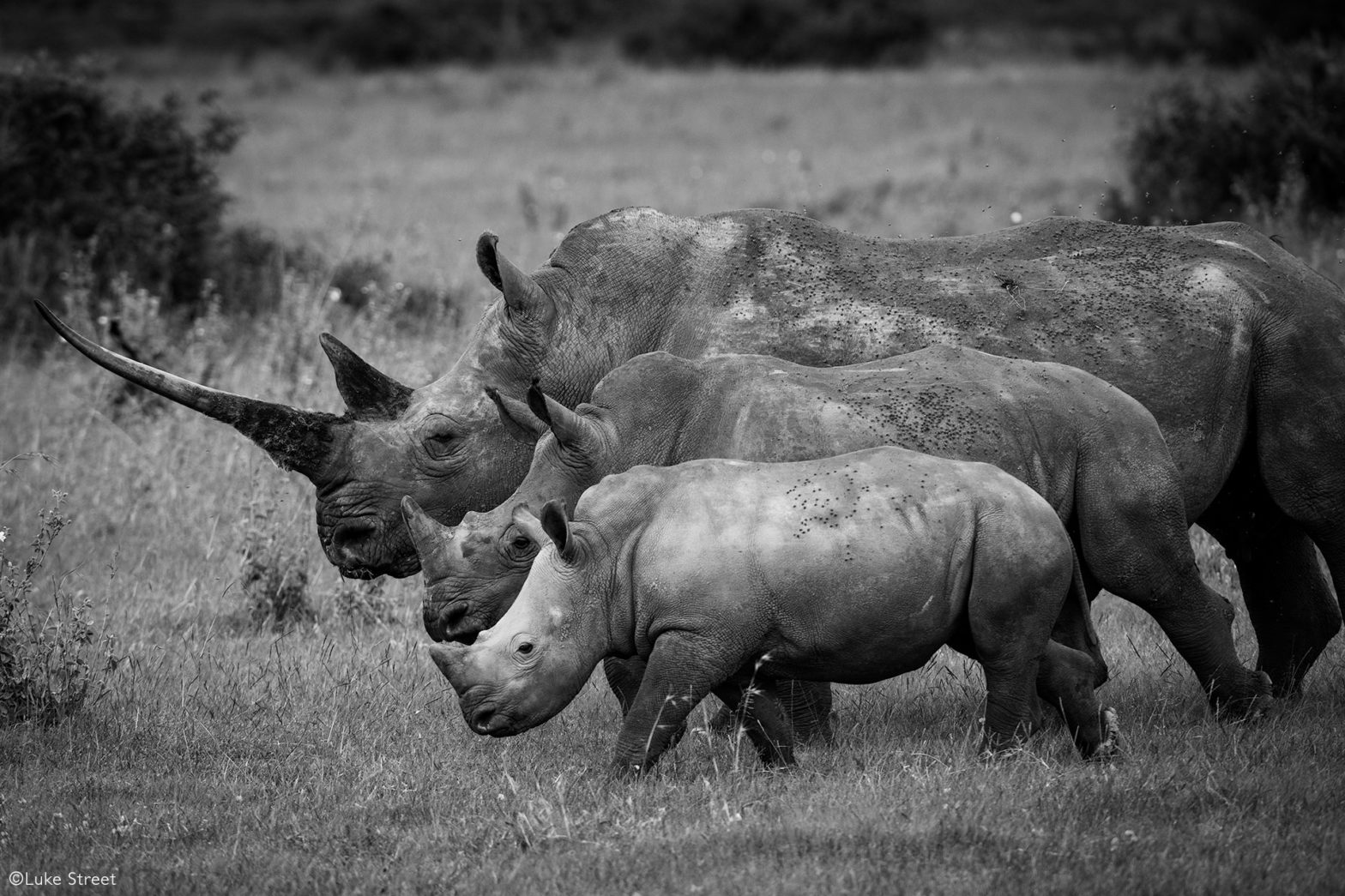 RHINO - Africa Geographic