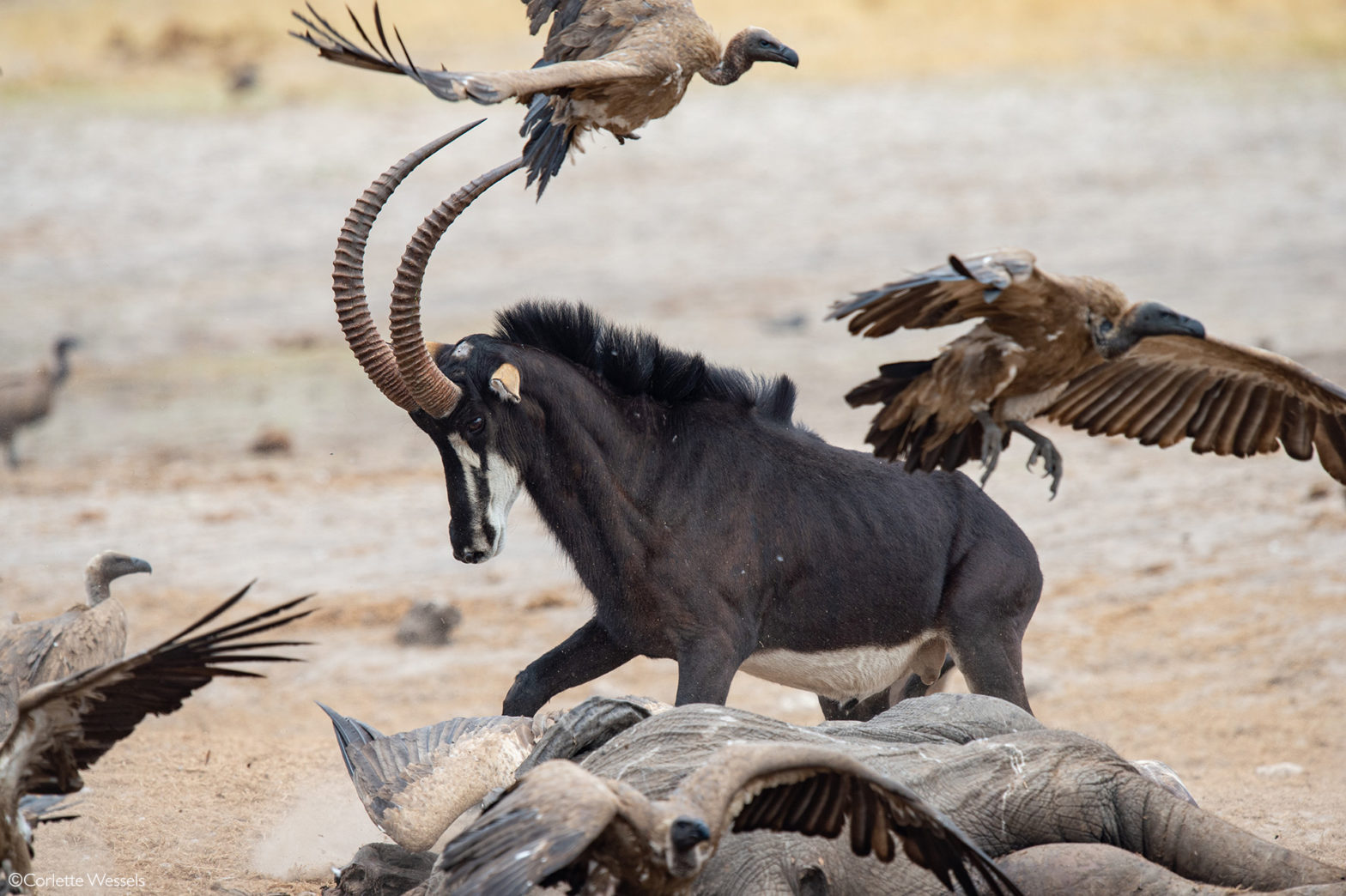 HWANGE - Africa Geographic