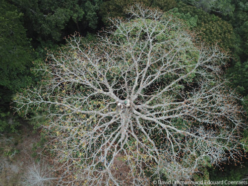 Forest elephants going hungry as climate change stops trees from ...