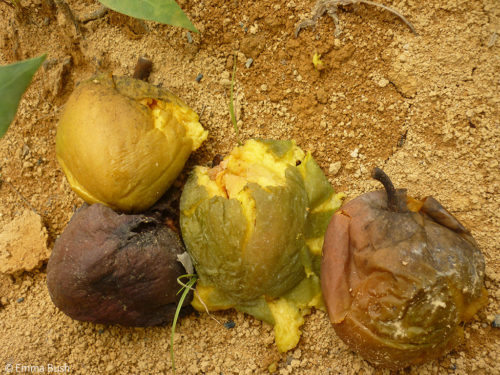 Fallen moabi tree Baillonella toxisperma fruits at Lopé National Park ...