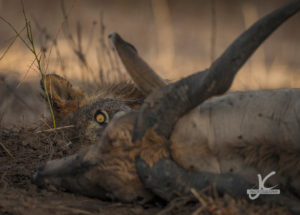 Jens Cullmann, 2020 Photographer of the Year – gallery two - Africa ...