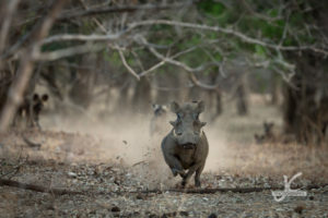 Jens Cullmann, 2020 Photographer of the Year – gallery two - Africa ...