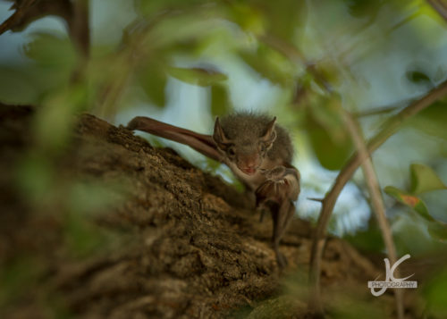 Jens Cullmann, 2020 Photographer of the Year – gallery two - Africa ...