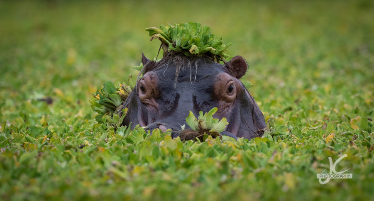 Jens Cullmann, 2020 Photographer of the Year – gallery two - Africa ...