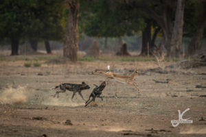 Jens Cullmann, 2020 Photographer of the Year – gallery two - Africa ...