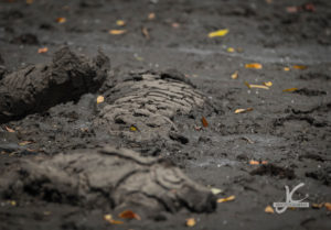 Jens Cullmann, 2020 Photographer of the Year – gallery two - Africa ...