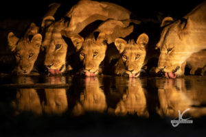 Jens Cullmann, 2020 Photographer of the Year – gallery two - Africa ...