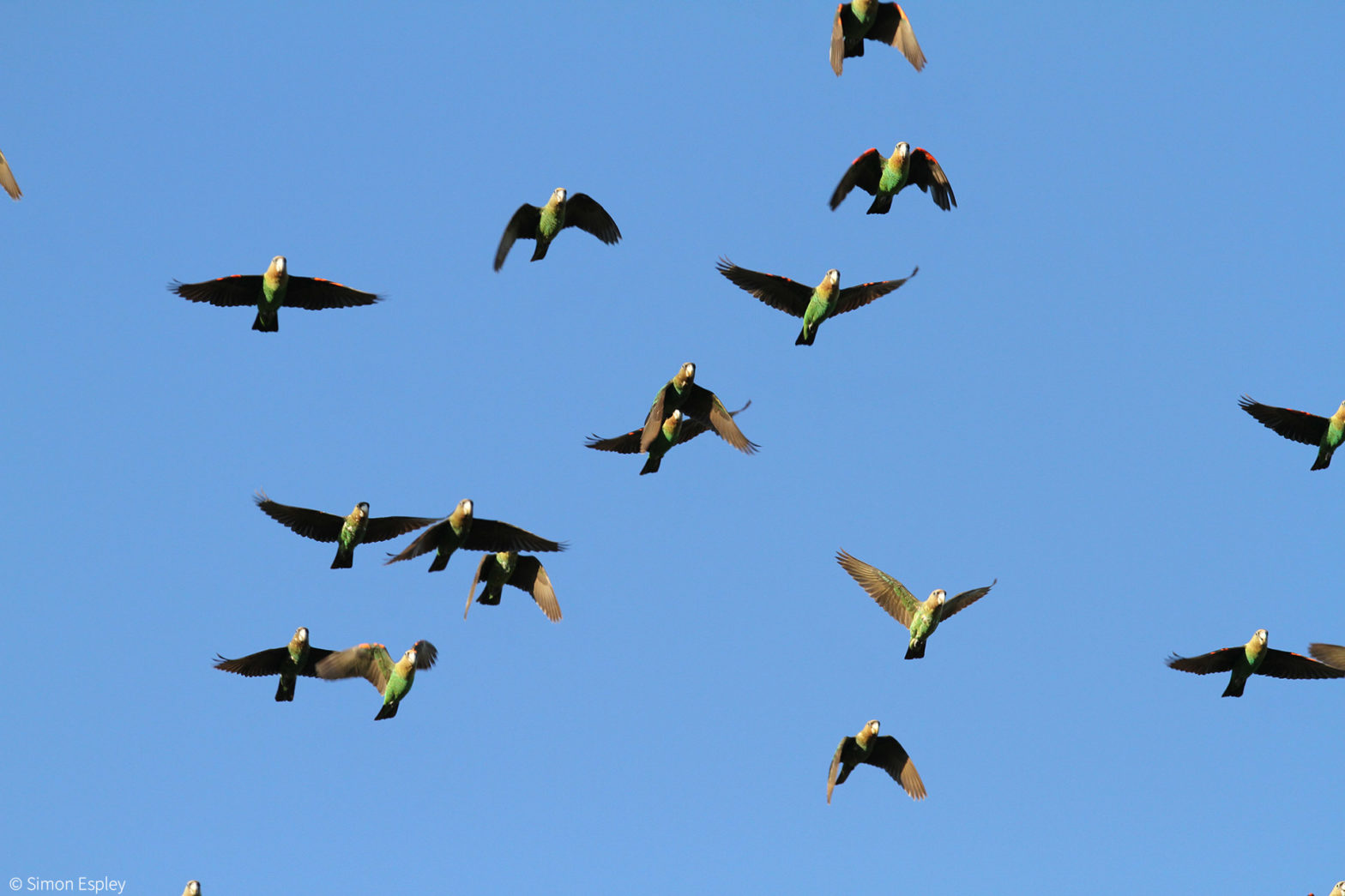 Cape Parrot - Africa Geographic