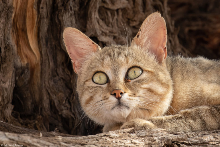 African Wildcat - Africa Geographic