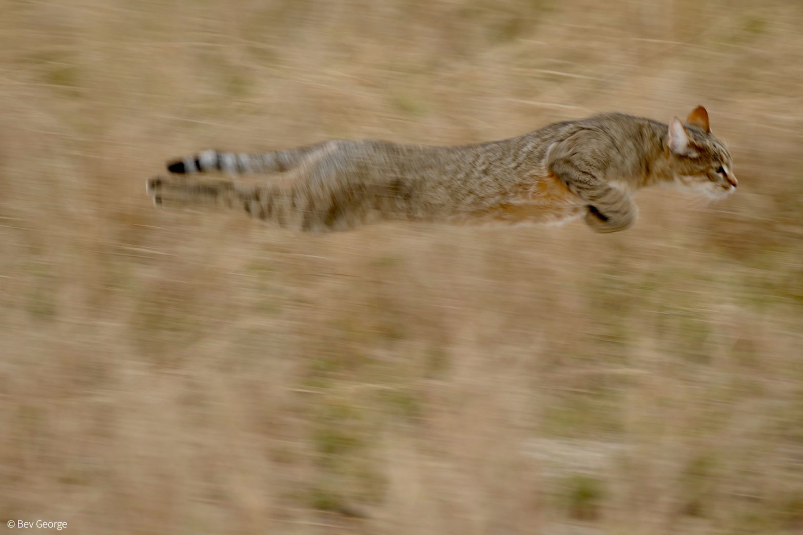 African Wildcat - Africa Geographic
