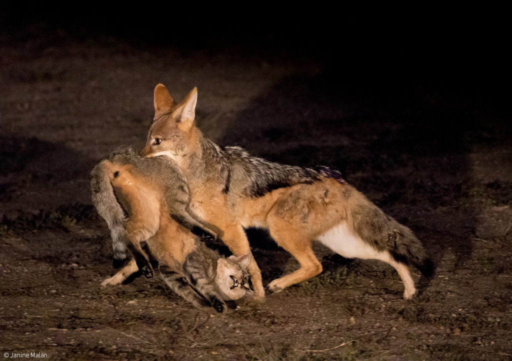 African Wildcat - Africa Geographic