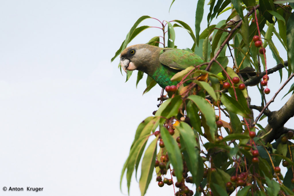Cape Parrot - Africa Geographic