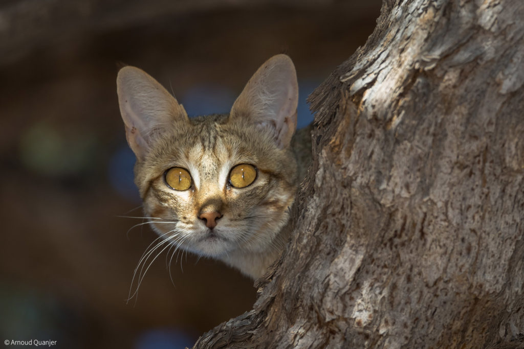 African Wildcat - Africa Geographic