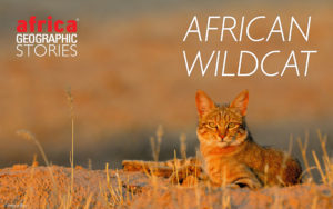 African Wildcat - Africa Geographic