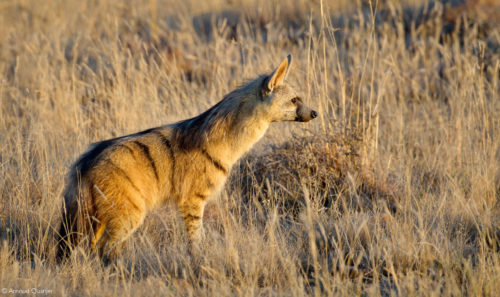 Aardwolf - Africa Geographic