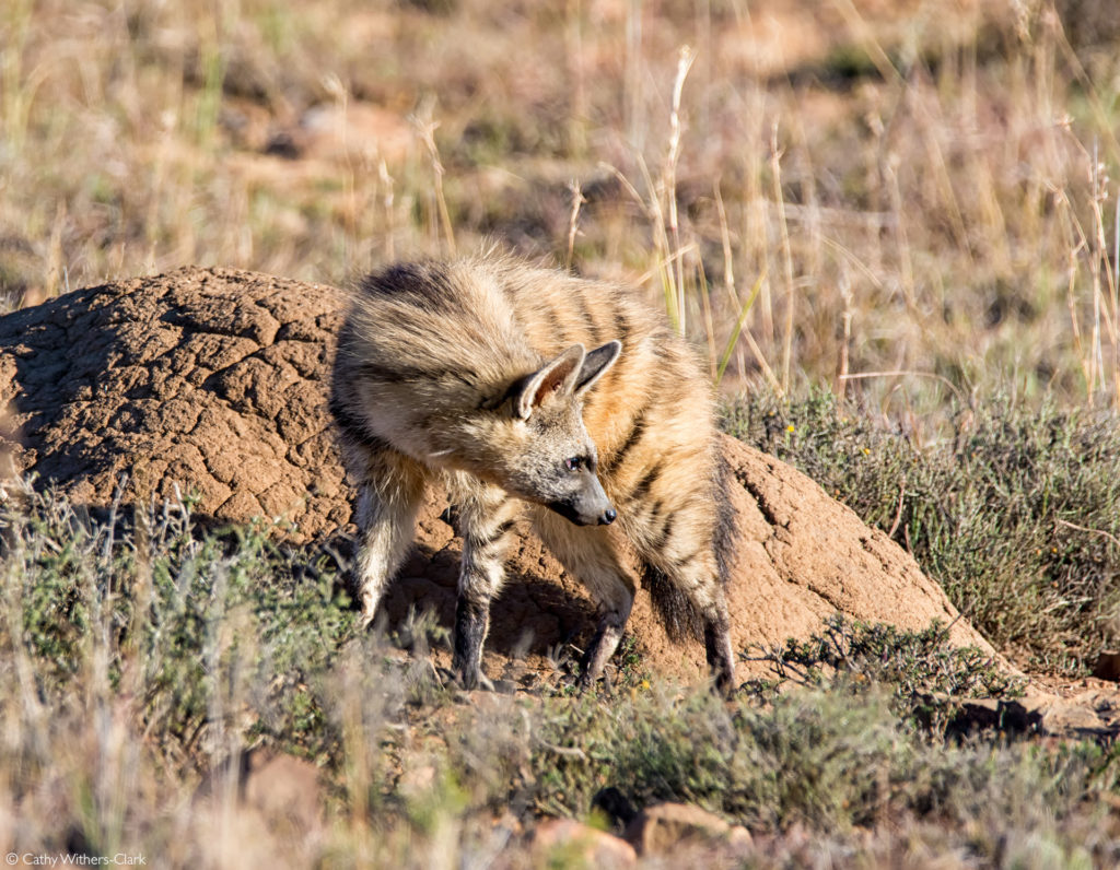 Aardwolf - Africa Geographic
