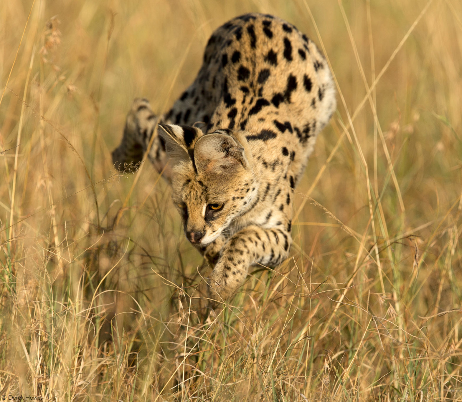 Serval - Africa Geographic